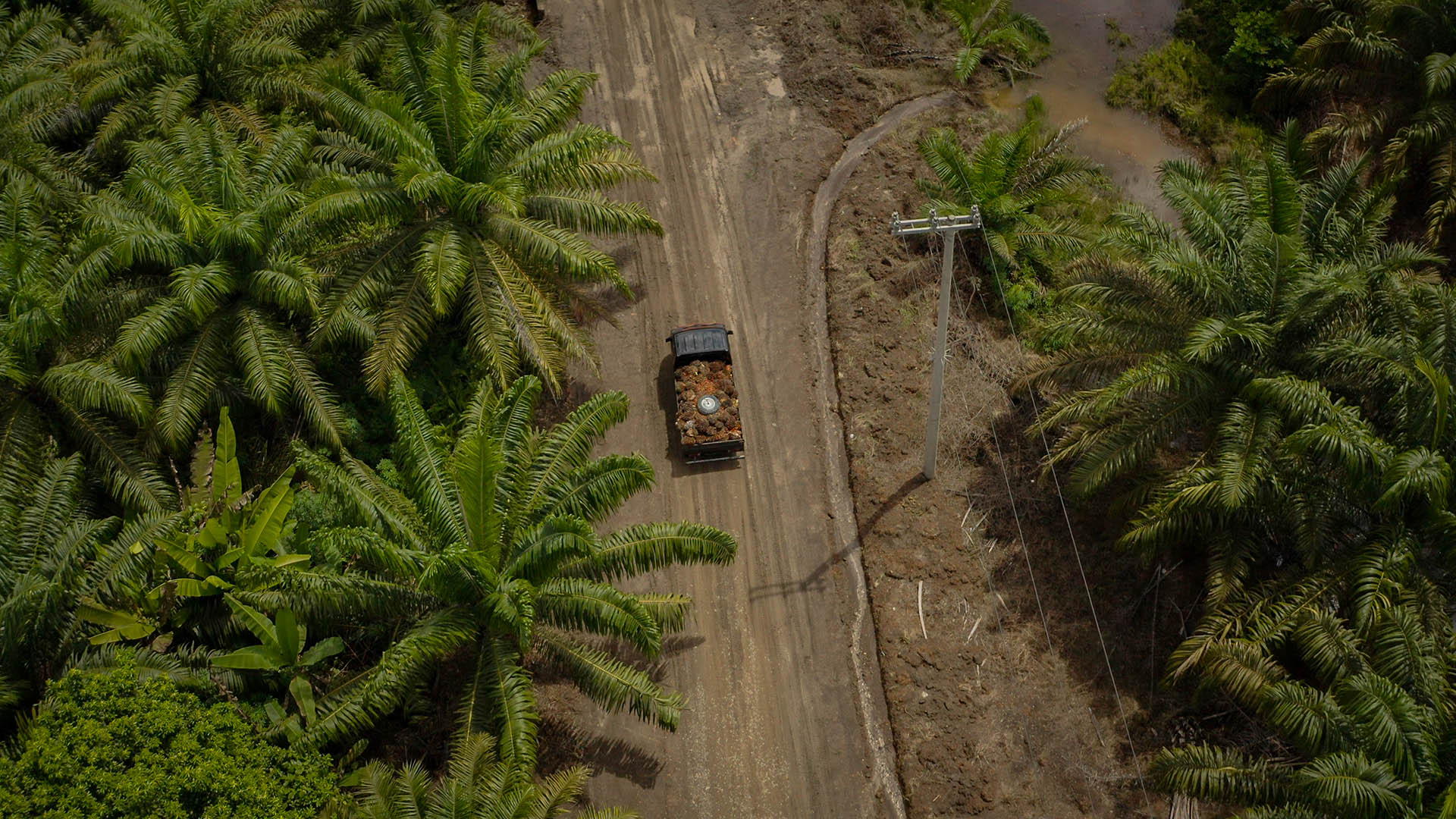 New investigation casts doubt on a Singapore-listed palm oil giant’s ...