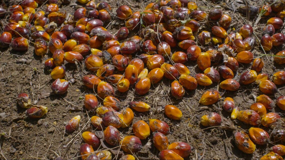 Brands drop Singapore-listed palm oil giant after Deforestation Inc ...
